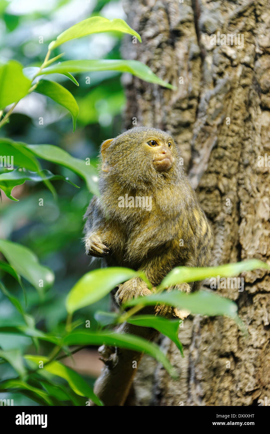 Fauna of amazon rainforests hi-res stock photography and images - Alamy