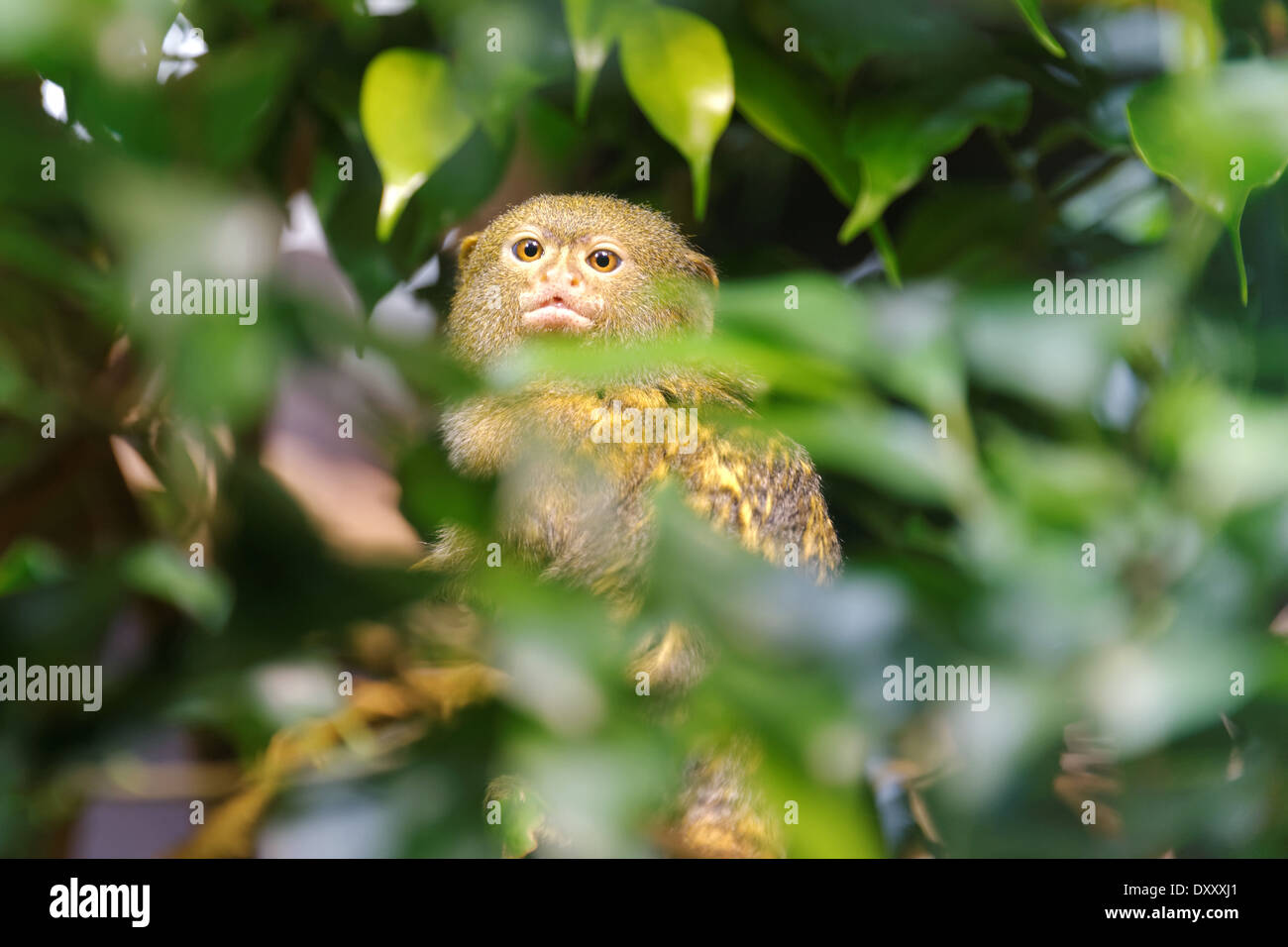 Fauna of amazon rainforests hi-res stock photography and images - Alamy