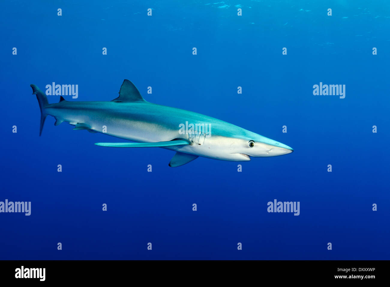 Blue Shark, Prionace glauca, Pico Island, Azores, Portugal Stock Photo ...