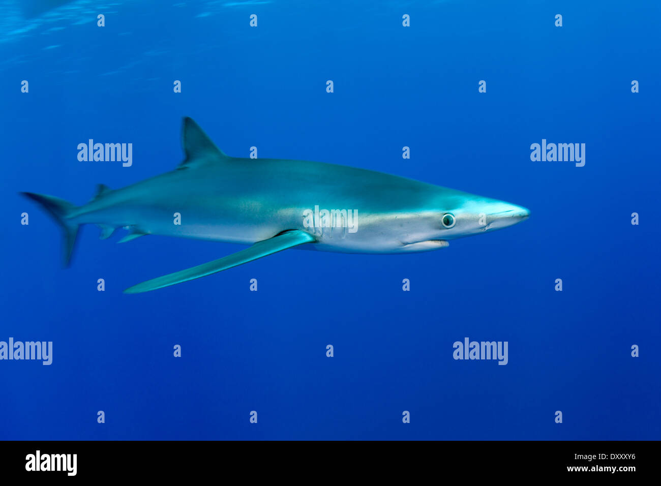 Blue Shark, Prionace glauca, Pico Island, Azores, Portugal Stock Photo ...