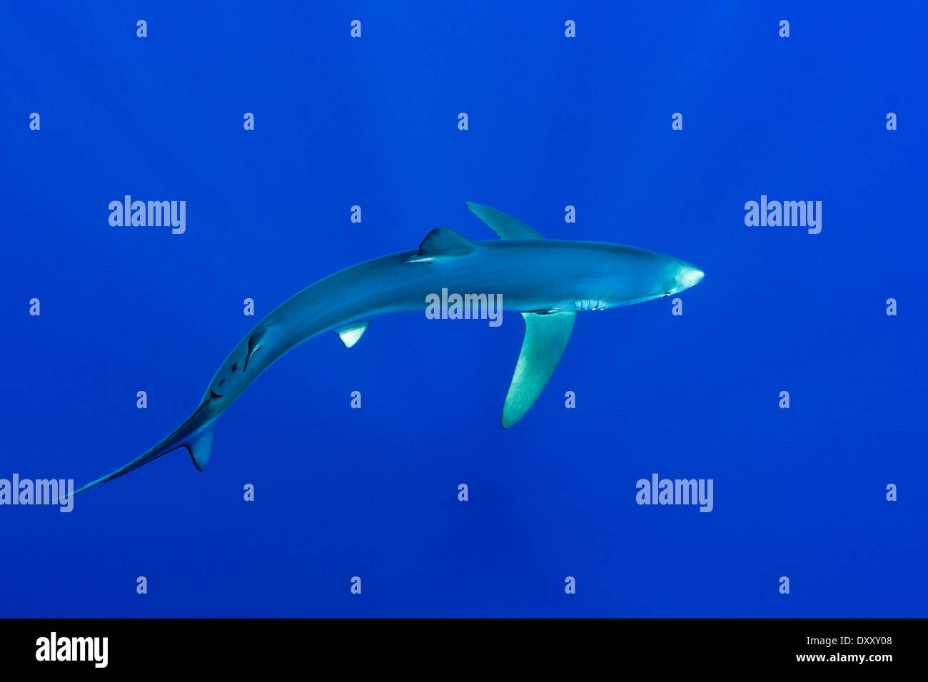 Blue Shark, Prionace glauca, Pico Island, Azores, Portugal Stock Photo ...