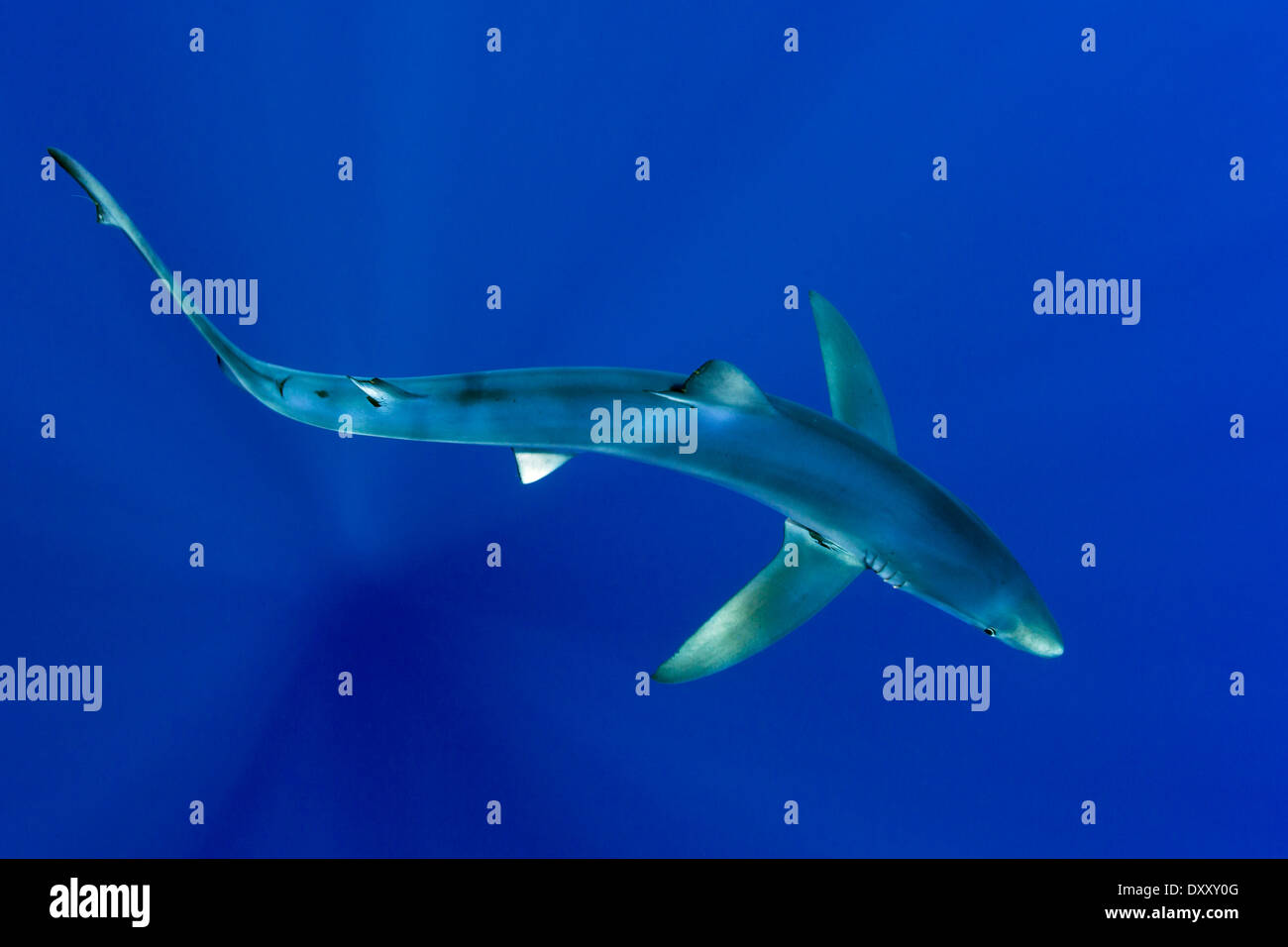 Blue Shark, Prionace glauca, Pico Island, Azores, Portugal Stock Photo ...