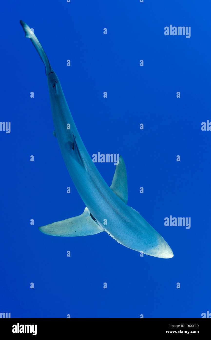 Blue Shark, Prionace glauca, Pico Island, Azores, Portugal Stock Photo ...