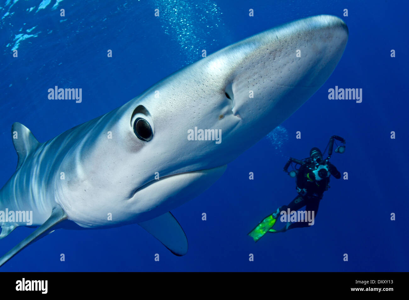 Blue Shark and Scuba Diver, Prionace glauca, Pico Island, Azores ...