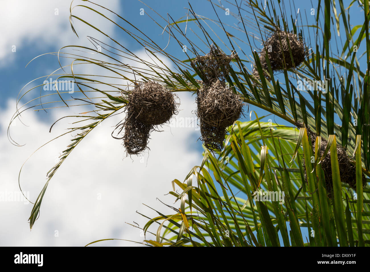 Weaver birds form the most elaborate nests of any birds Stock Photo - Alamy