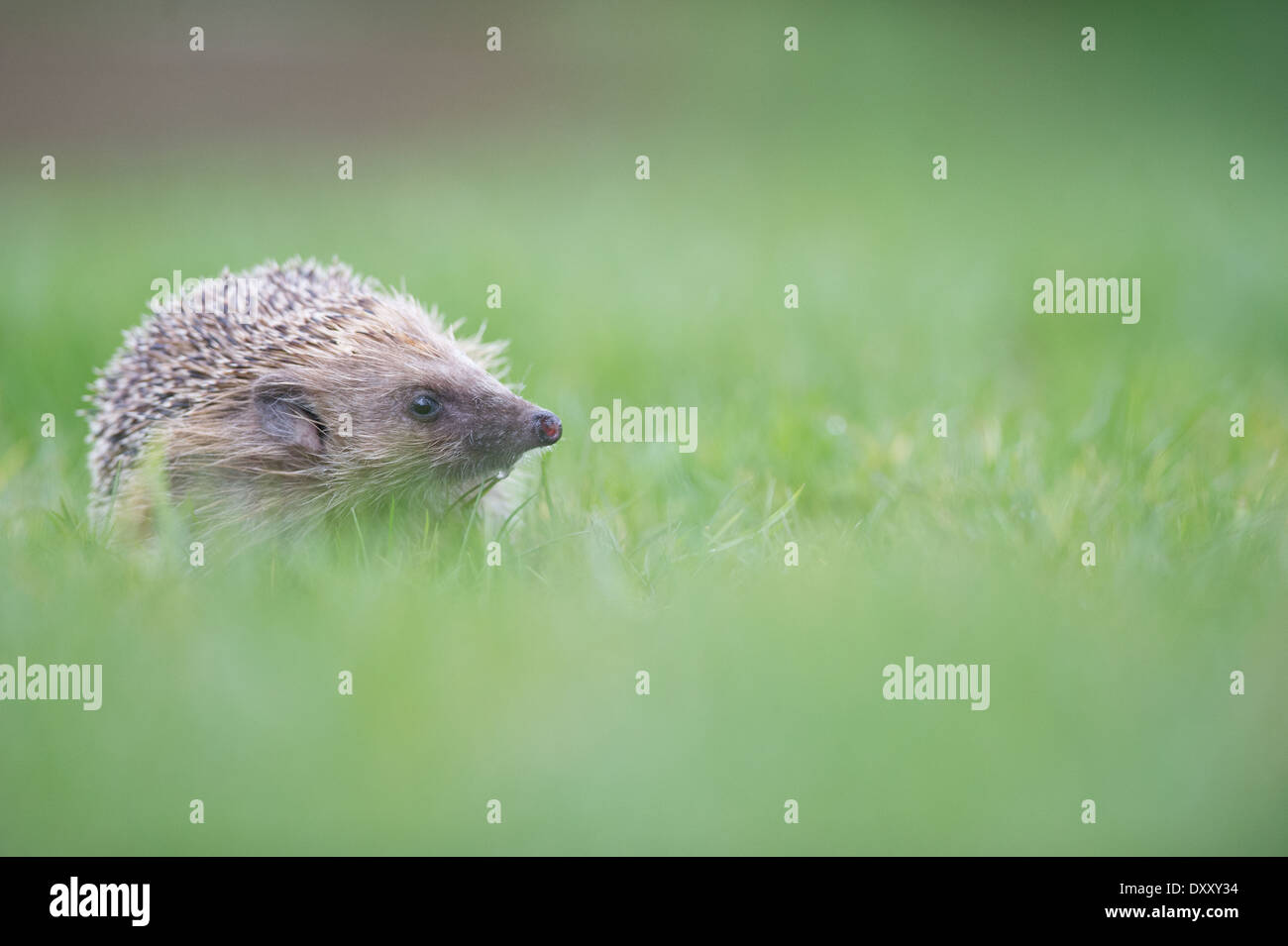 Erinaceus europaeus hi-res stock photography and images - Alamy