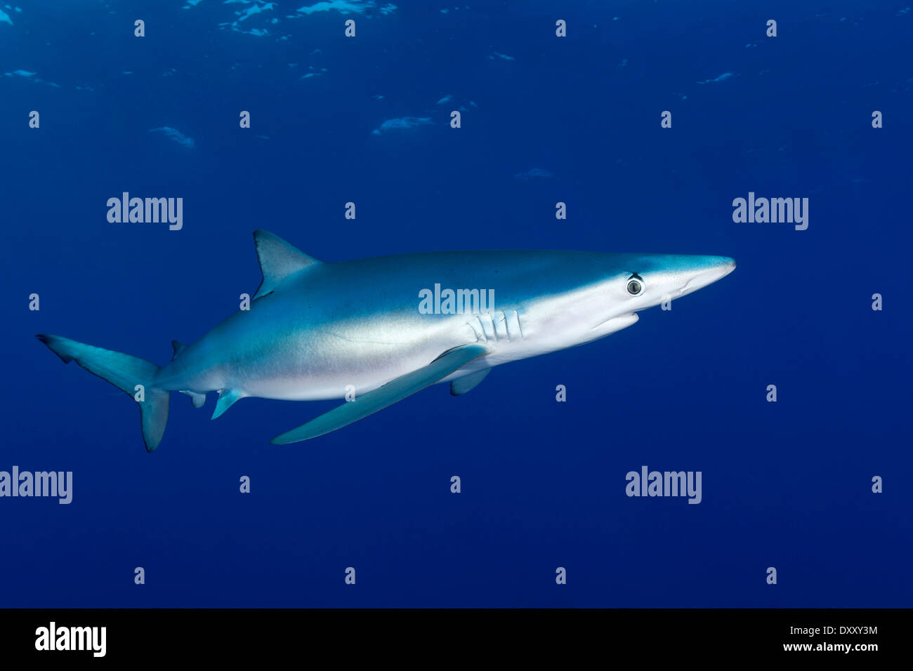 Blue Shark, Prionace glauca, Pico Island, Azores, Portugal Stock Photo ...