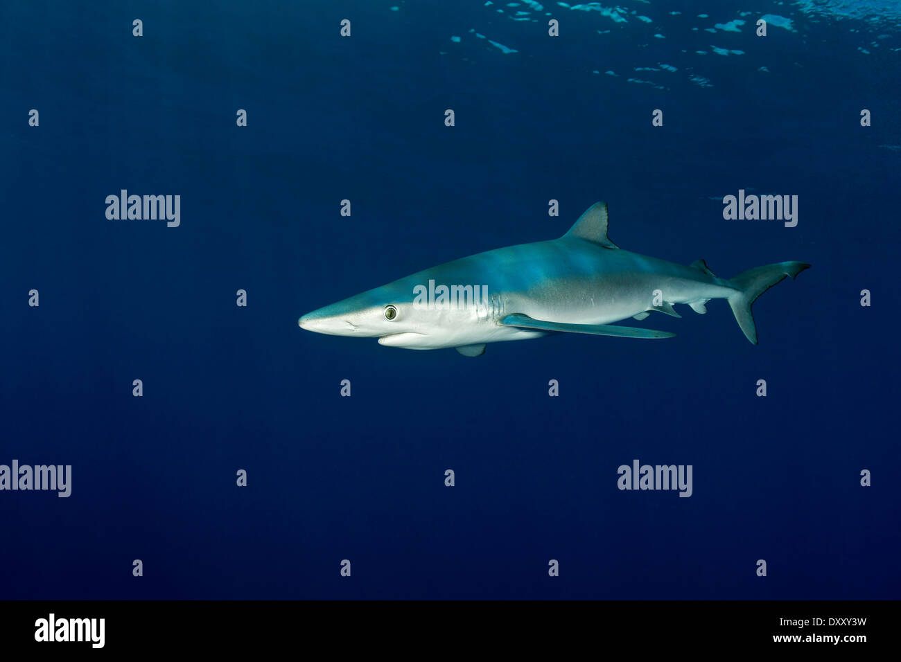 Blue Shark, Prionace glauca, Pico Island, Azores, Portugal Stock Photo ...