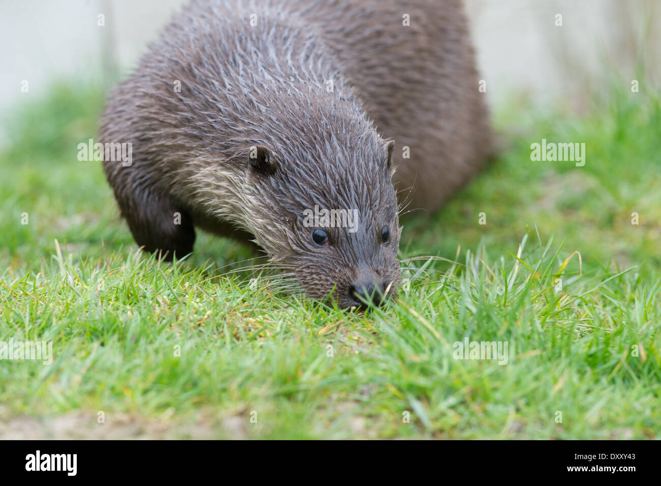 European otter (Lutra lutra Stock Photo - Alamy
