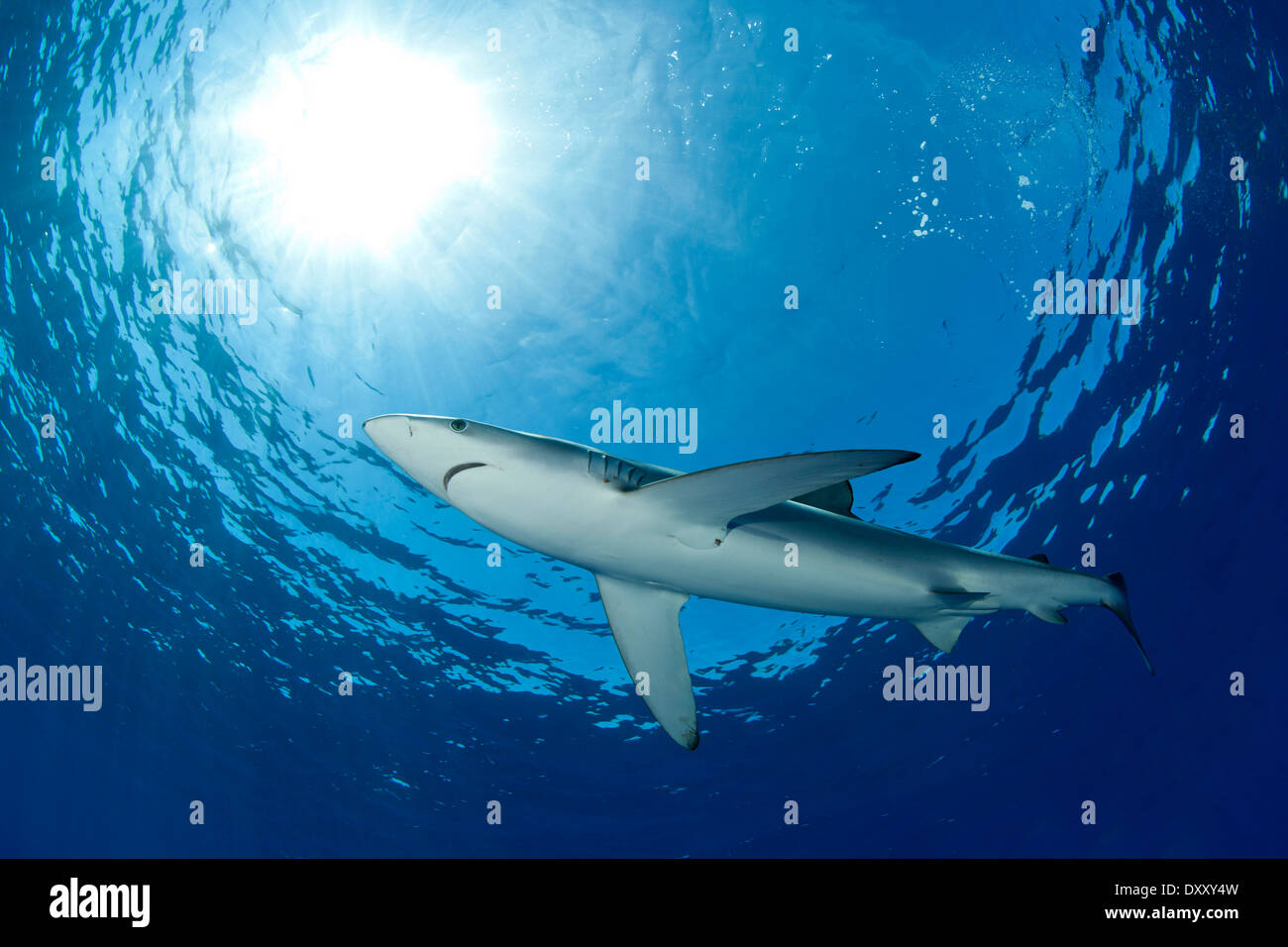 Blue Shark, Prionace glauca, Pico Island, Azores, Portugal Stock Photo ...