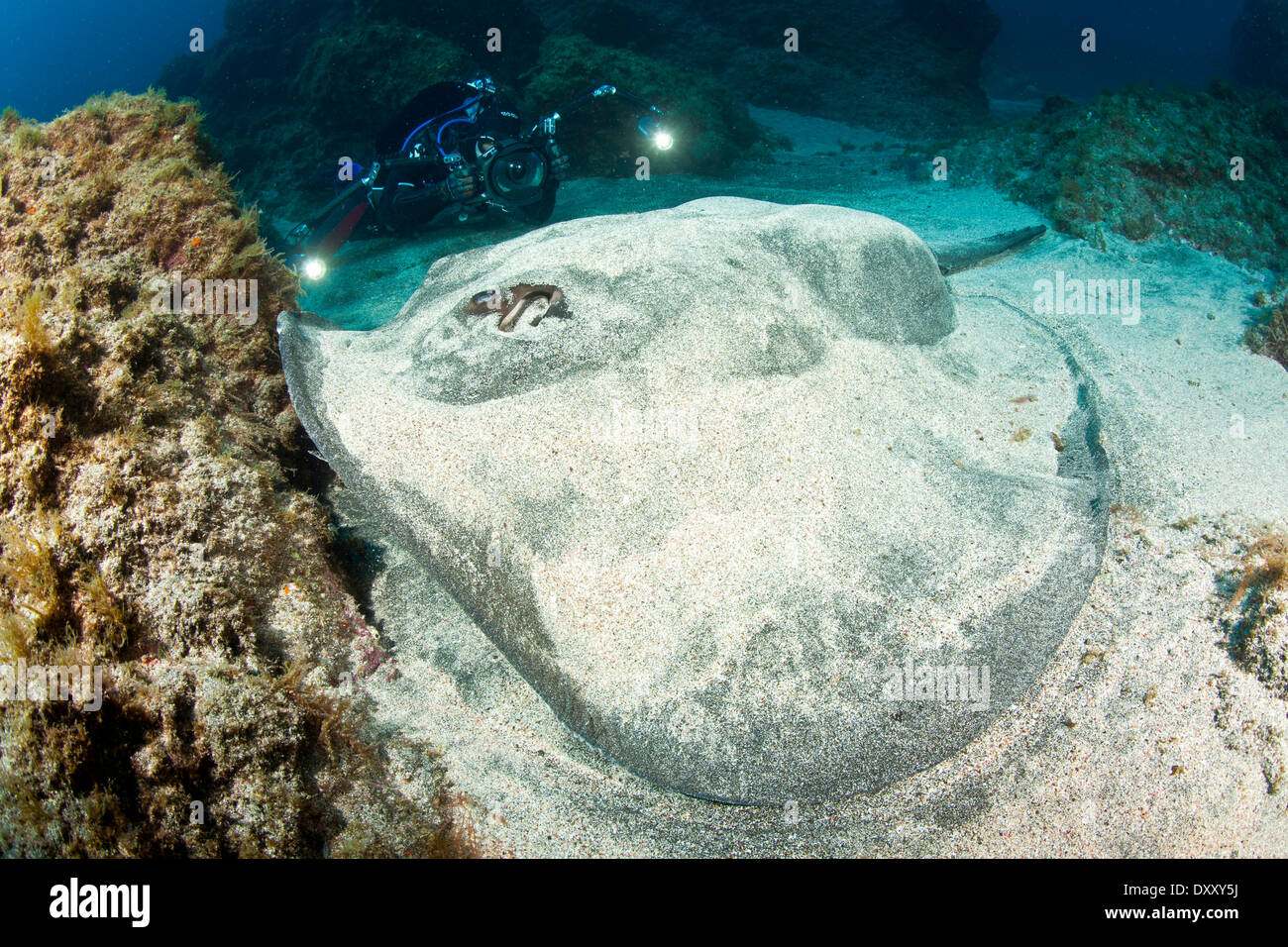 Round Stingray, Taeniura grabata, Pico Island, Azores, Portugal Stock ...