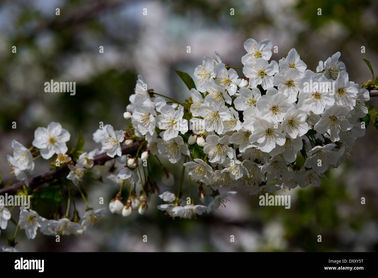 Cherry Blossom, Blossom, White, Flower, Cherry Tree, Pastel Colored ...