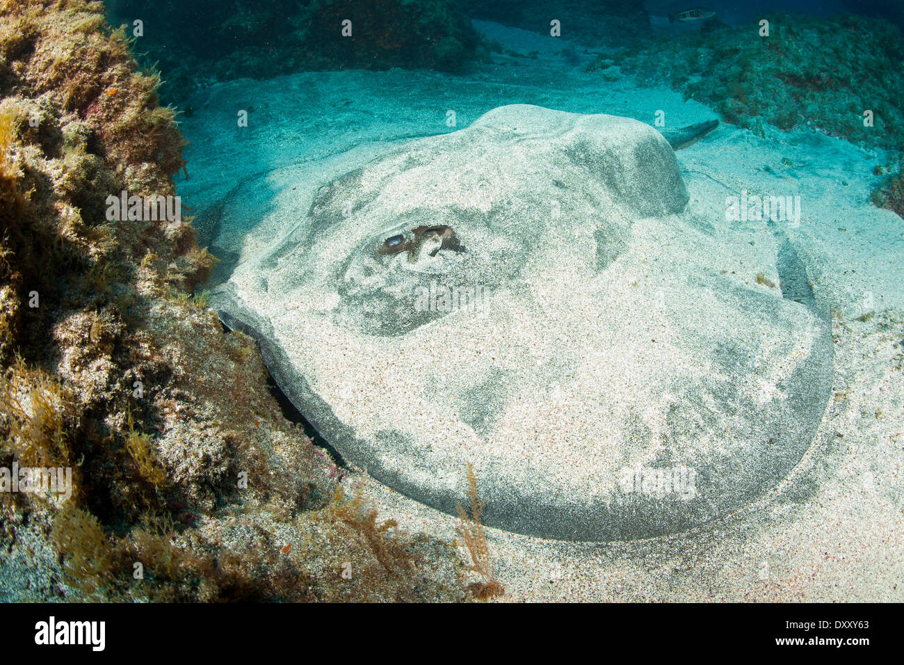 Round Stingray, Taeniura grabata, Pico Island, Azores, Portugal Stock ...