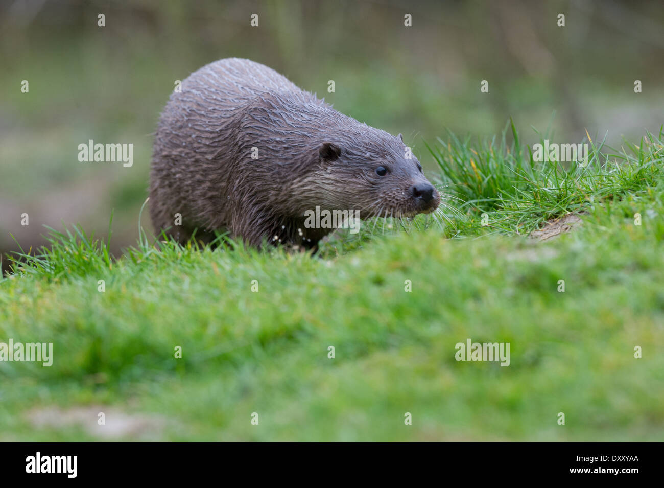 Uk otter land hi-res stock photography and images - Alamy
