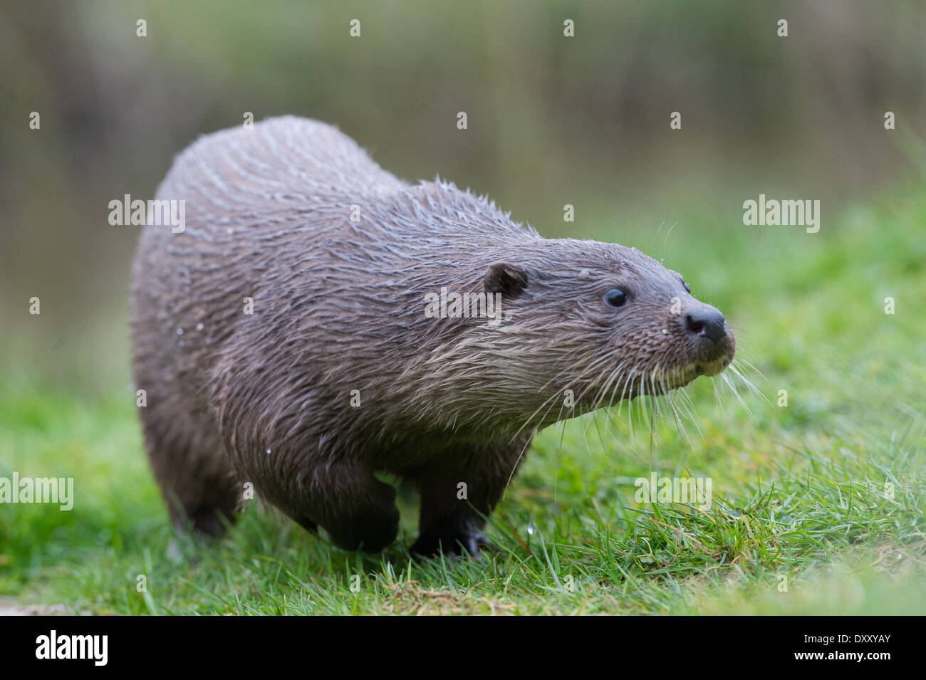 European otter (Lutra lutra Stock Photo - Alamy