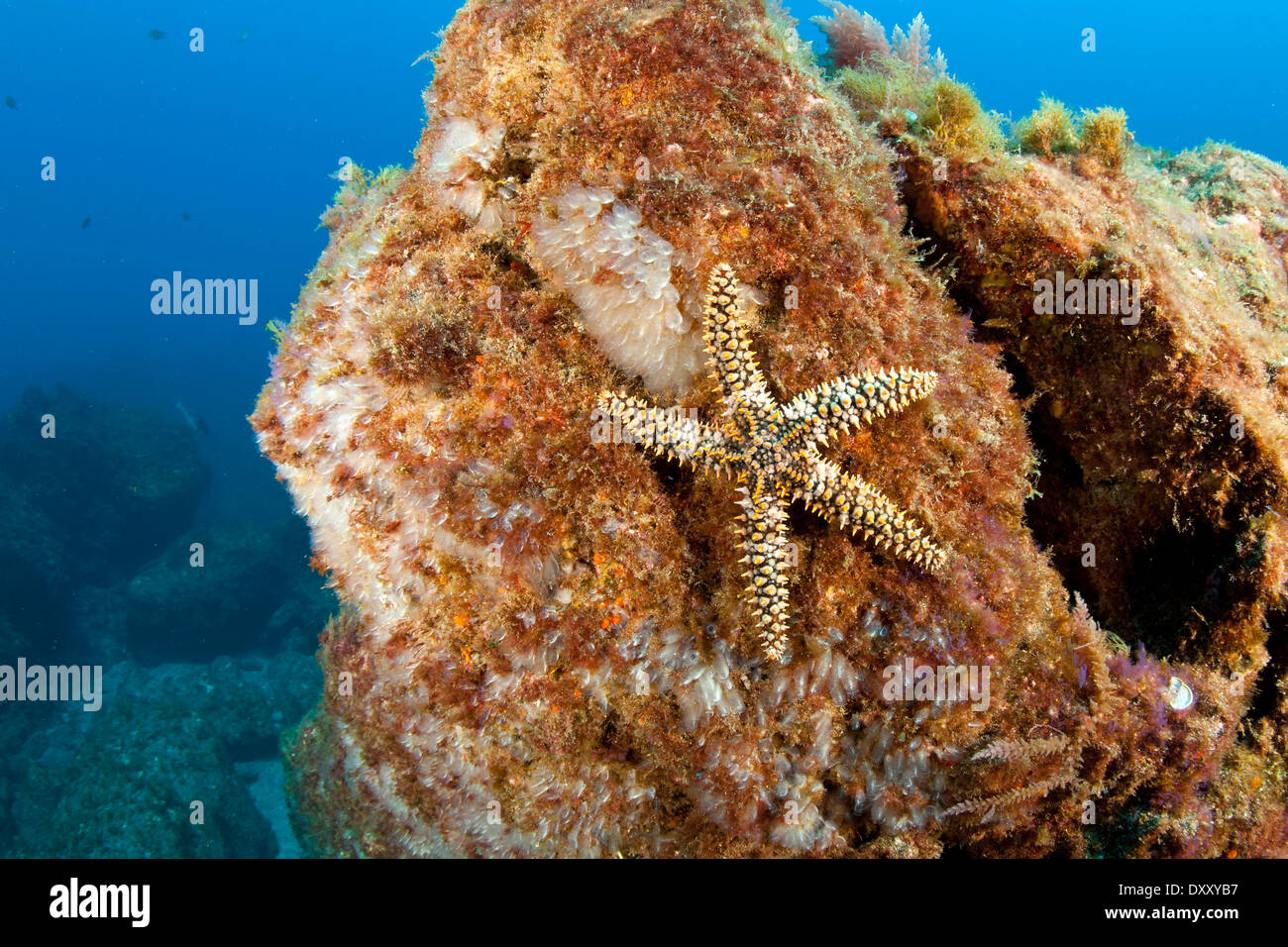 Spiny Starfish, Marthasterias glacialis, Pico Island, Azores, Portugal ...