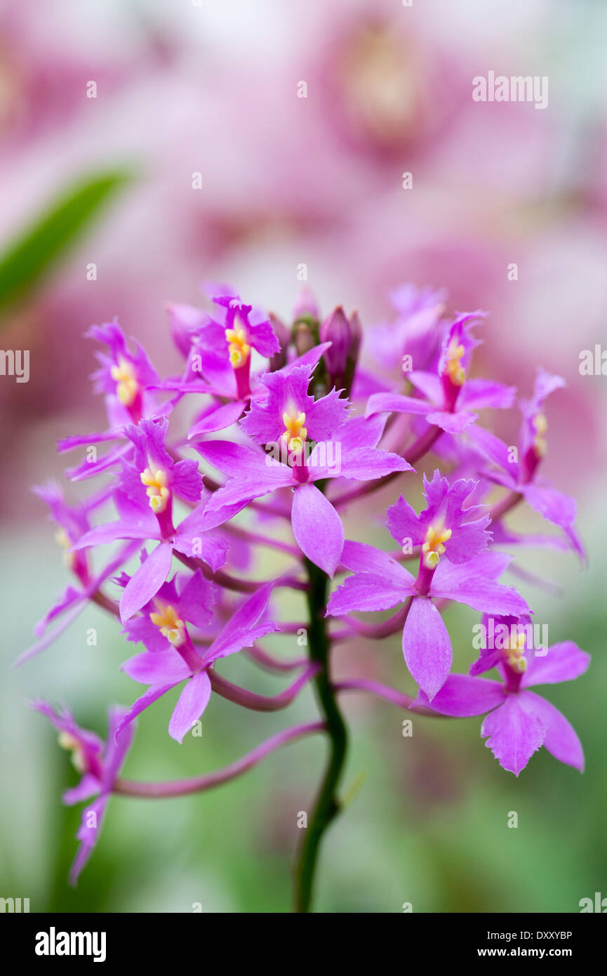 Crucifix orchid hi-res stock photography and images - Alamy