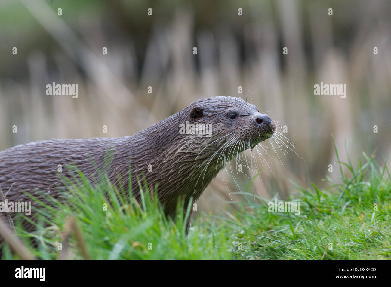 European otter (Lutra lutra Stock Photo - Alamy