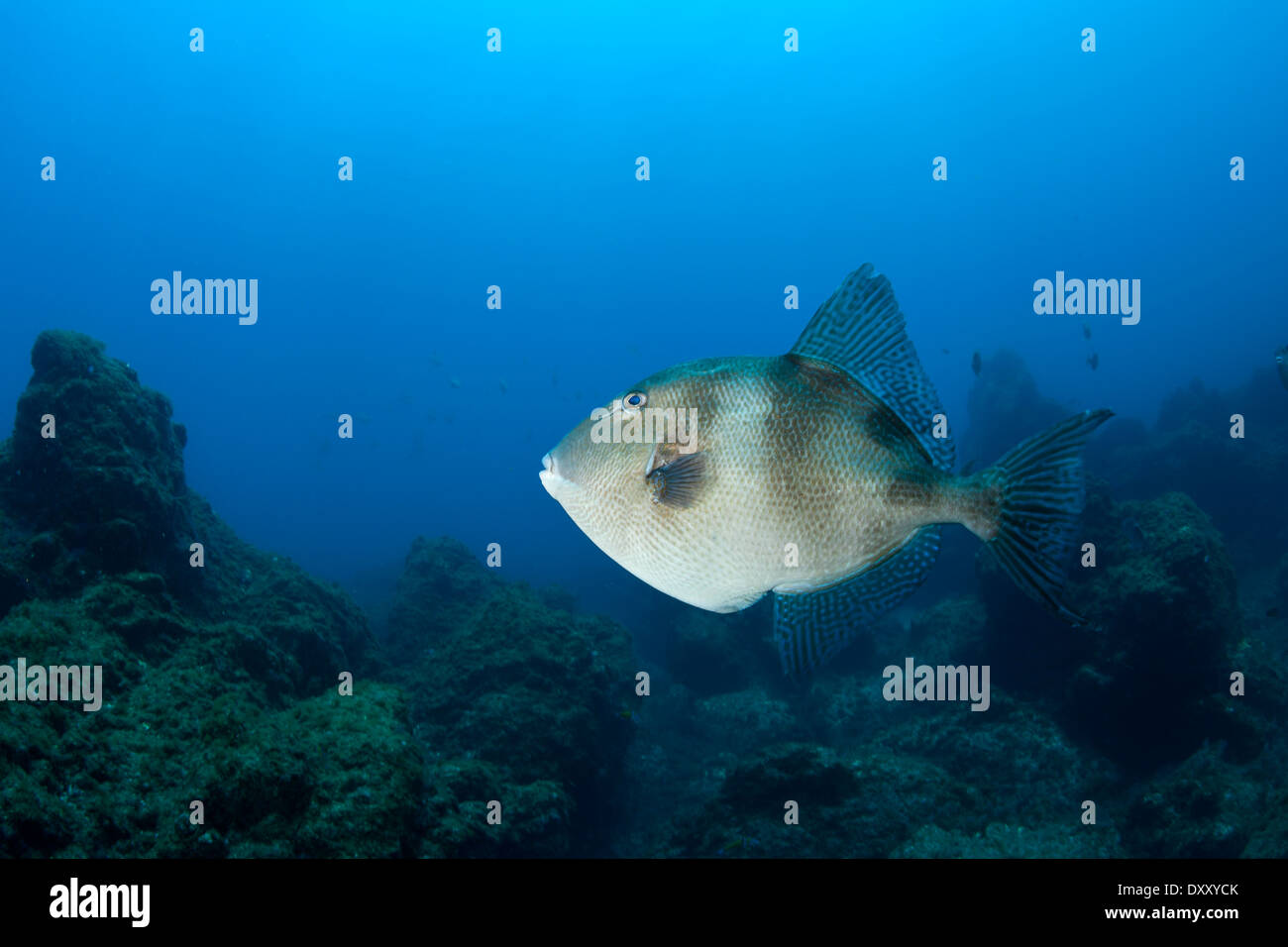 Grey Triggerfish, Balistes carolinensis, Pico Island, Azores, Portugal ...