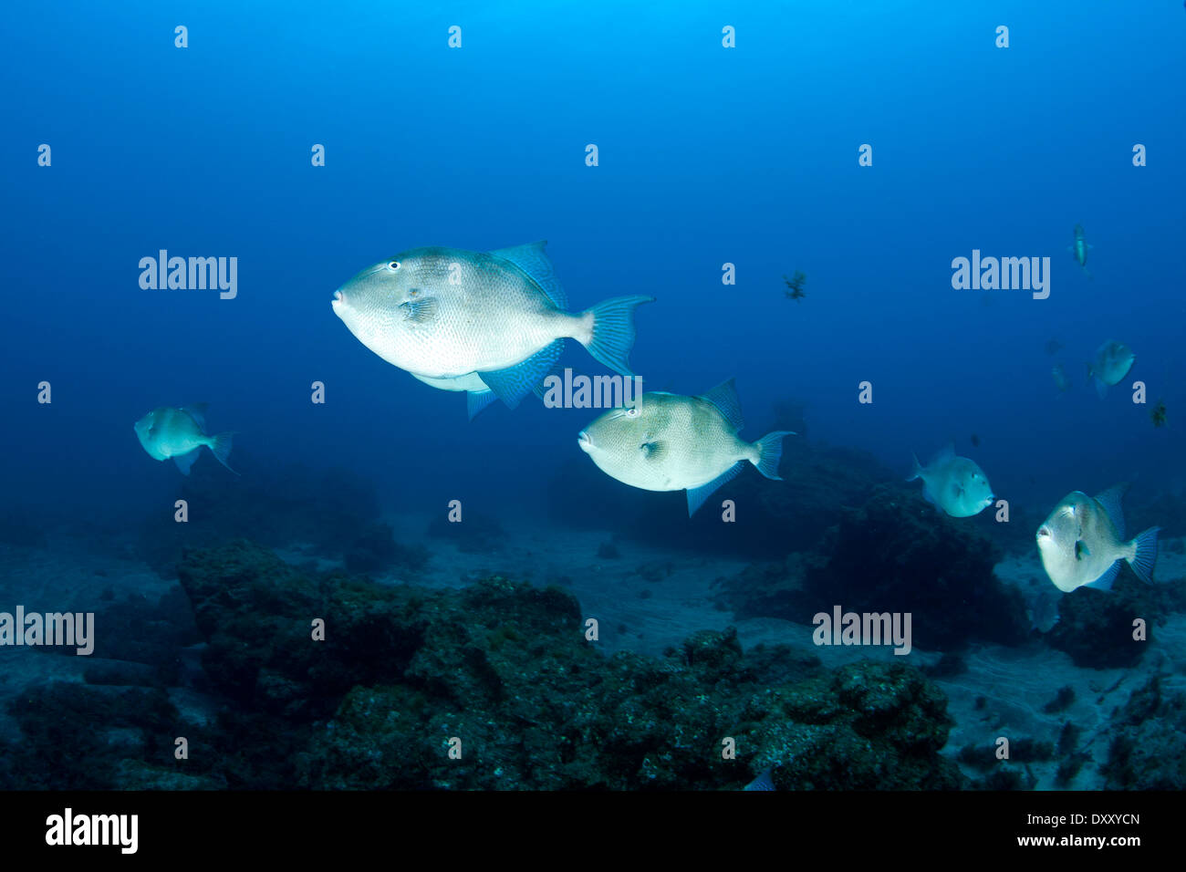 Grey Triggerfish, Balistes carolinensis, Pico Island, Azores, Portugal ...