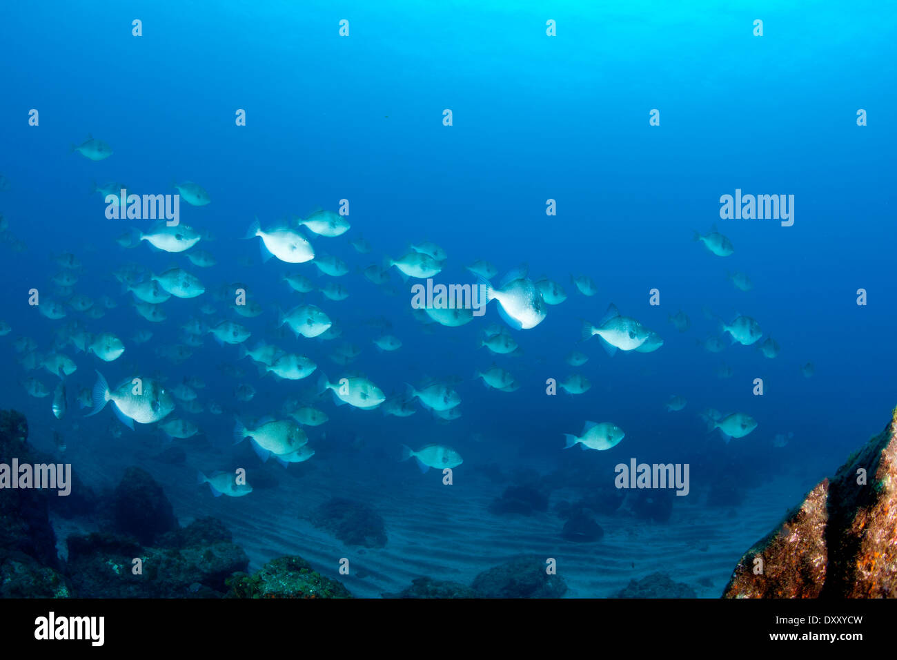 Grey Triggerfish High Resolution Stock Photography and Images - Alamy