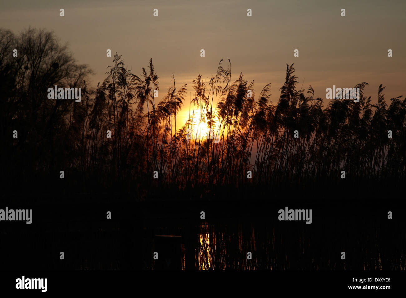 Beautiful reeds hi-res stock photography and images - Alamy