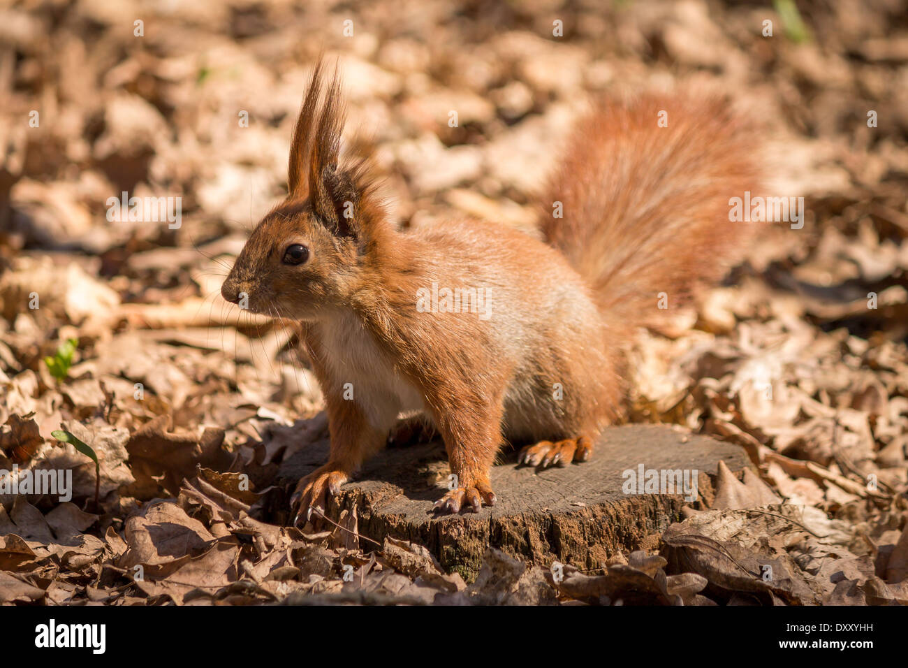 Squirrel on leaves hi-res stock photography and images - Alamy
