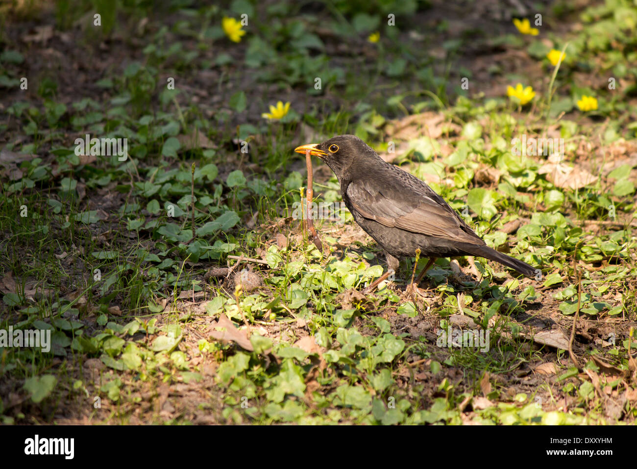 Bird caught worm hi-res stock photography and images - Alamy