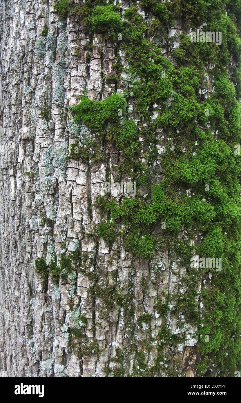 Moss overgrown tree hi-res stock photography and images - Alamy