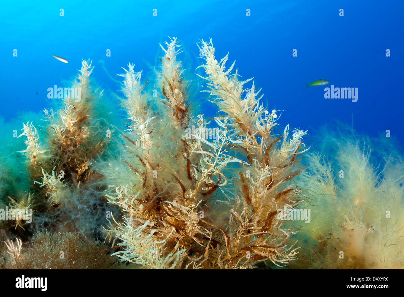 Brown macroalgae sargassum sp ponza hi-res stock photography and images ...