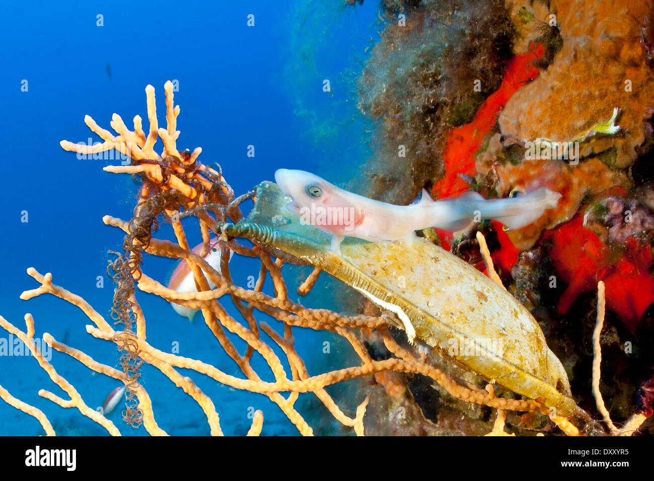 Catshark eggs hi-res stock photography and images - Alamy