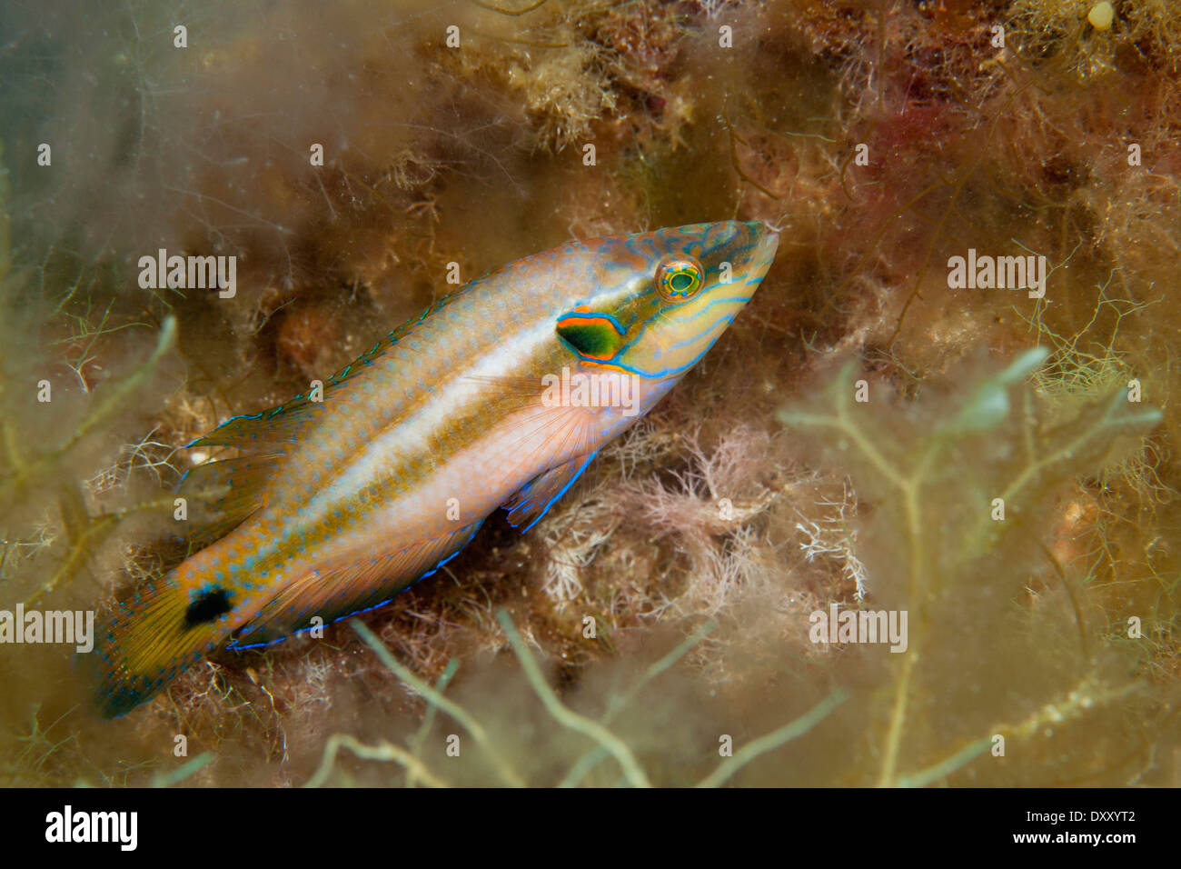 Ocellated Wrasse breeding, Symphodus ocellatus, Ponza Ilsland ...