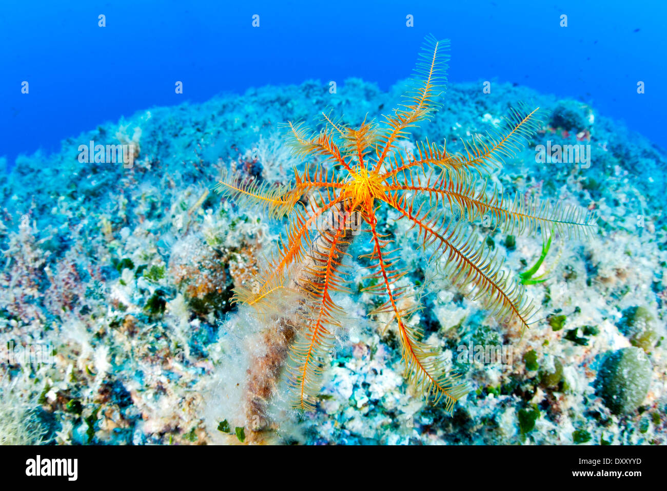 Antedon hi-res stock photography and images - Alamy