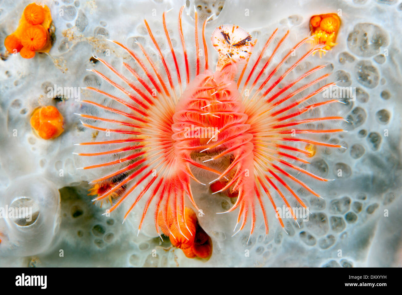 Serpula vermicularis hi-res stock photography and images - Alamy