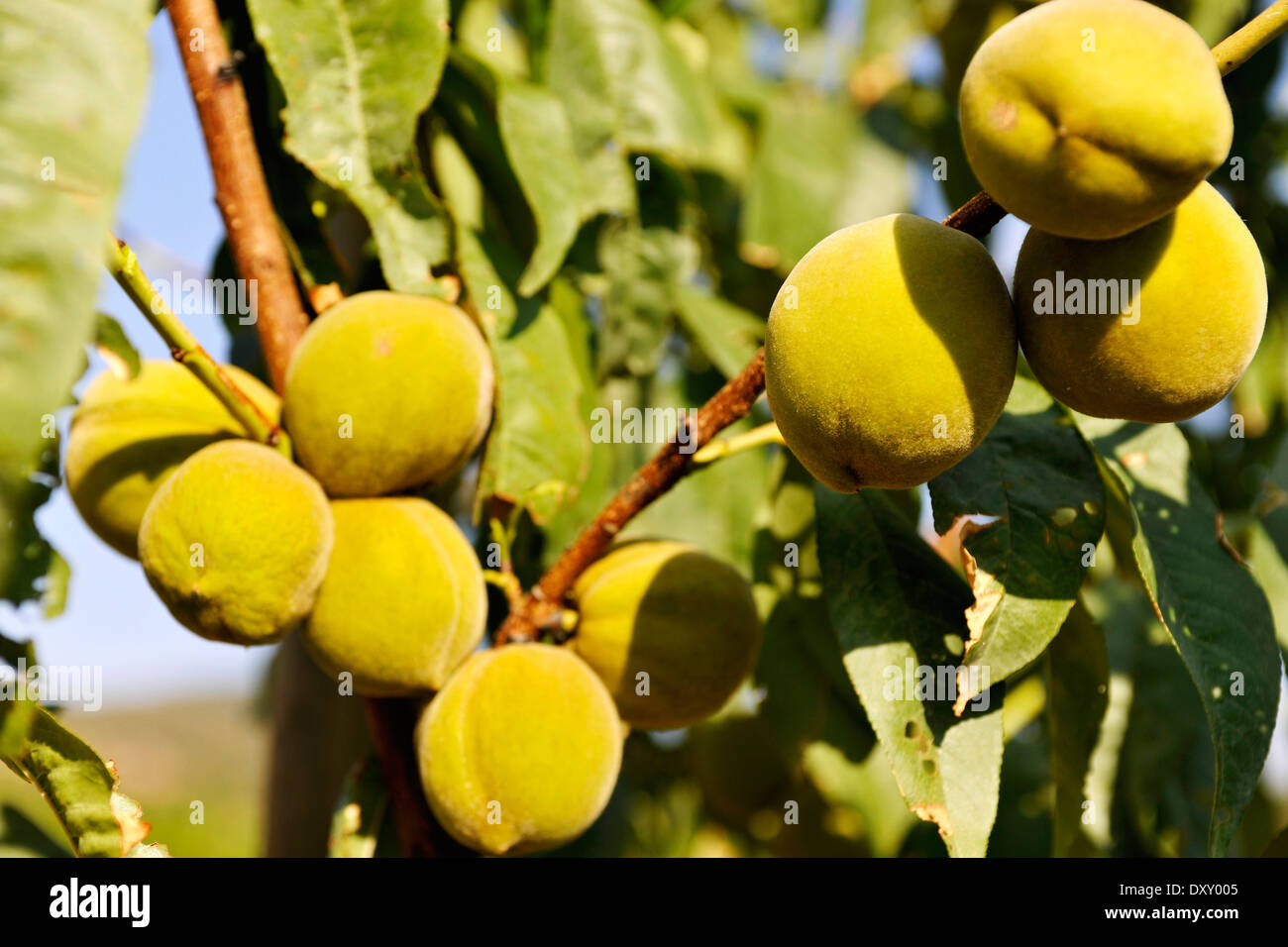 Peaches on the tree Stock Photo - Alamy