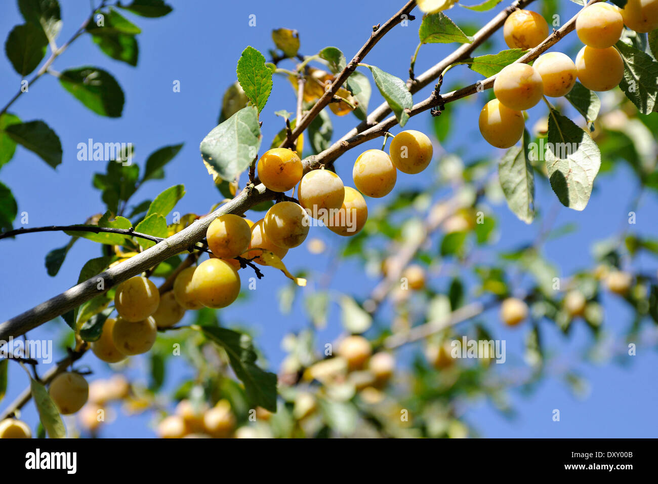 Mirabelle plum orchard hi-res stock photography and images - Alamy
