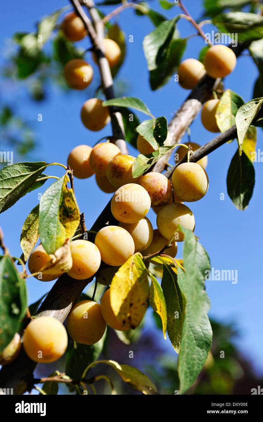 Mirabelle plums on the tree Stock Photo - Alamy