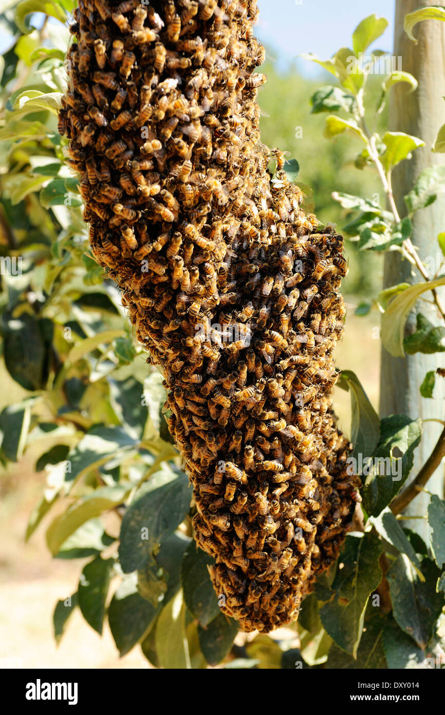 Bee swarm in a peach tree Stock Photo - Alamy