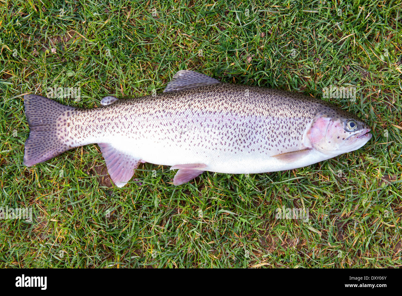 Freshly caught rainbow trout (2 1/2 lbs) on grass Stock Photo - Alamy