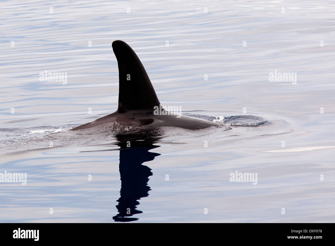 Dorsal Fin of Killer Whale, Orcinus orca, Raja Ampat, West Papua ...