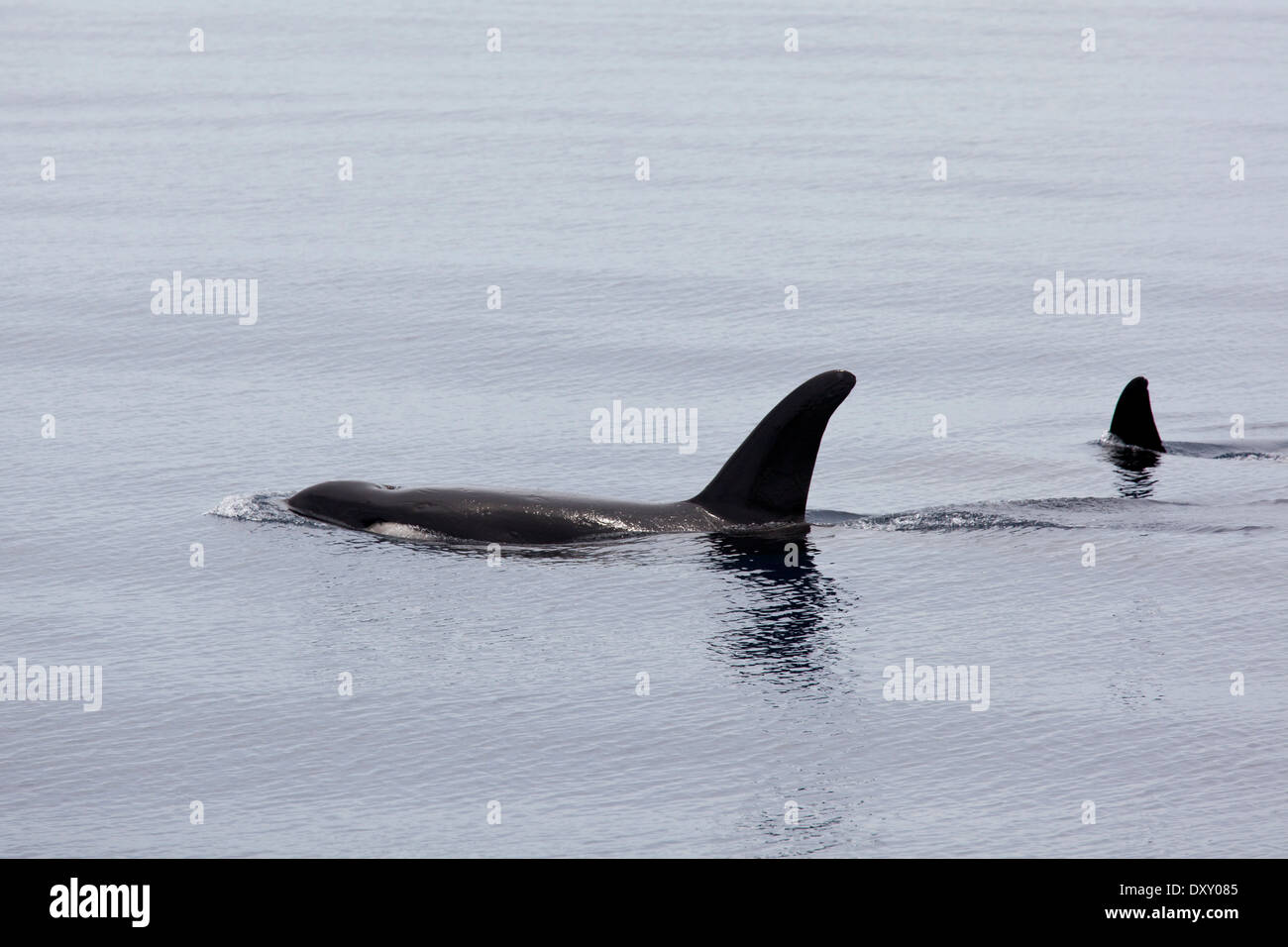 Dorsal Fin of Killer Whale, Orcinus orca, Raja Ampat, West Papua ...