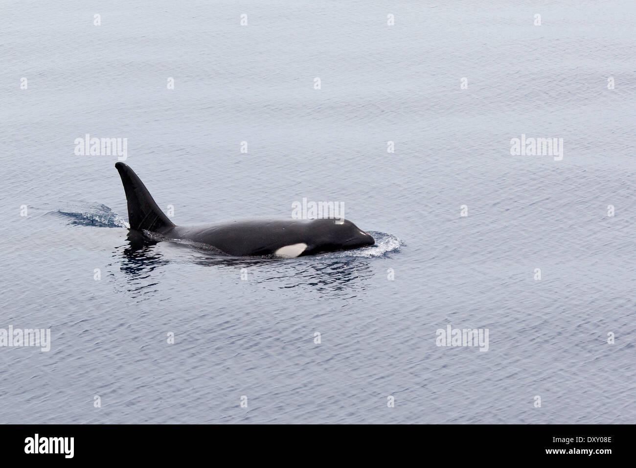 Dorsal Fin of Killer Whale, Orcinus orca, Raja Ampat, West Papua ...