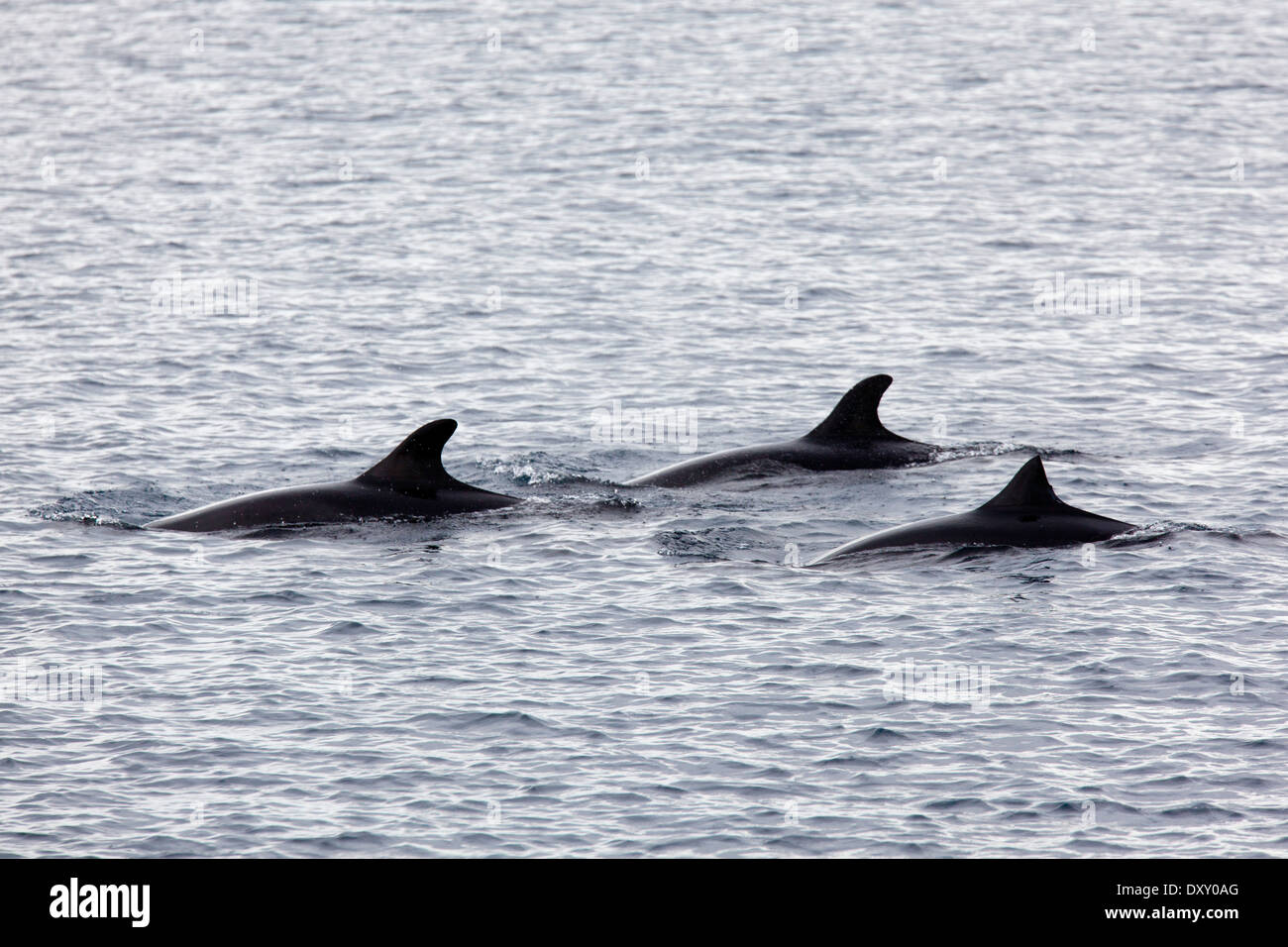 Pod of False Killer Whale, Pseudorca crassidens, Raja Ampat, West Papua ...