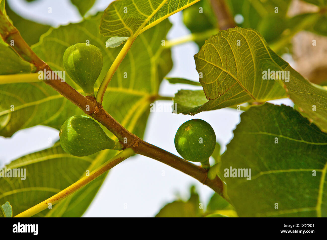 Fig tree plantation hi-res stock photography and images - Alamy