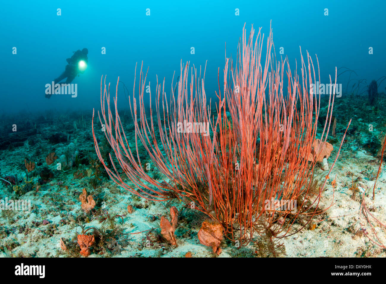 Gorgonian whips hi-res stock photography and images - Alamy