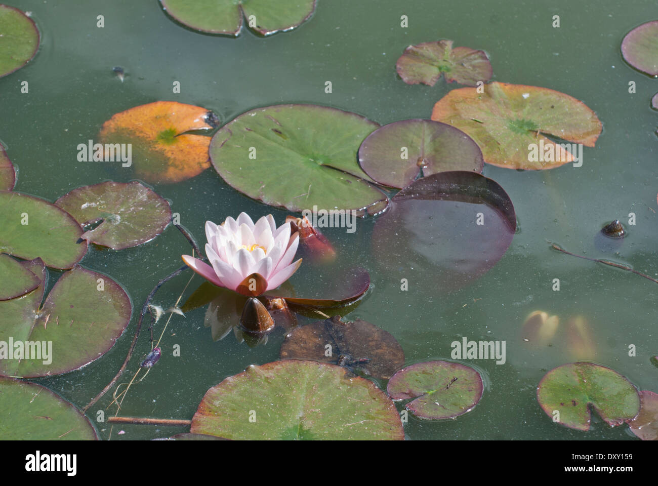 Water lily, single flower Stock Photo - Alamy
