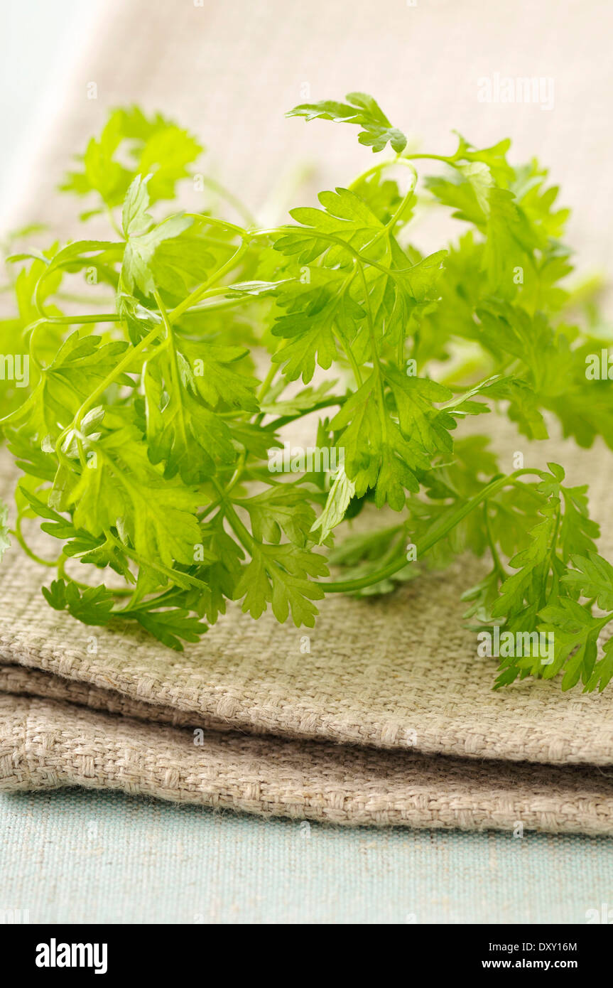Chervil herb hi-res stock photography and images - Alamy