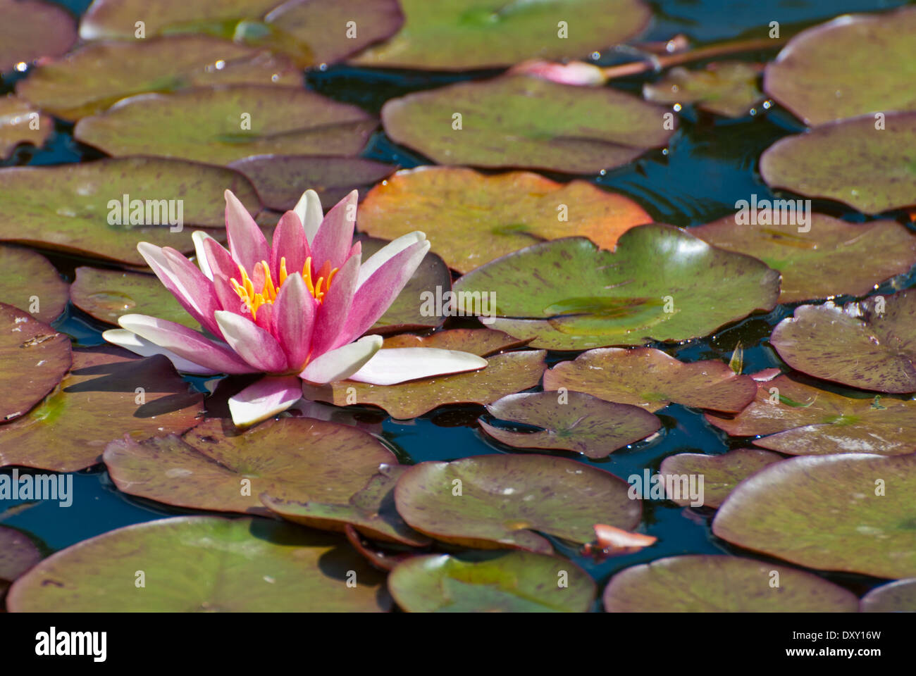 Water lily, single flower Stock Photo - Alamy