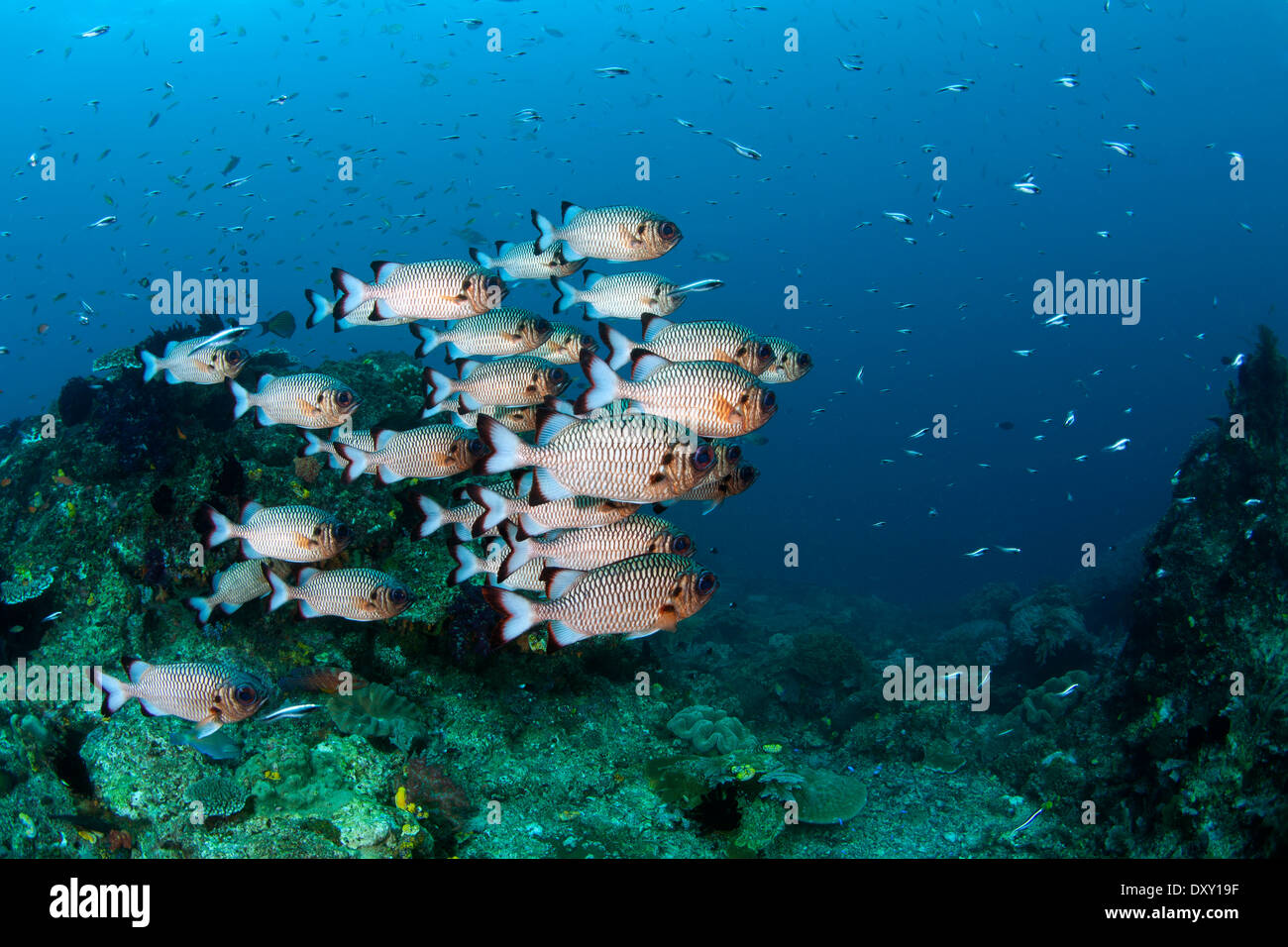 Myripristis Adusta High Resolution Stock Photography and Images - Alamy