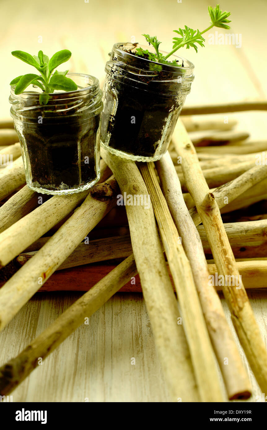Flora & sticks Stock Photo - Alamy